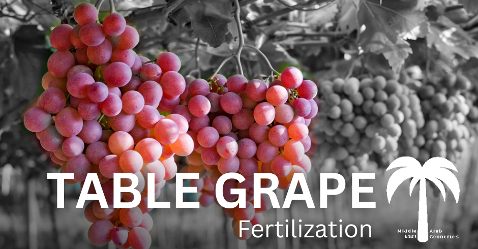 Table Grape - Arab Countries